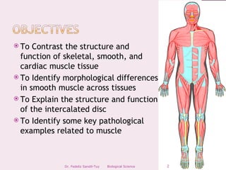 Chapter 8 & 15 muscular | PPT