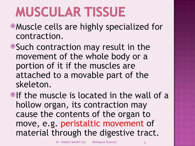 Chapter 8 & 15 muscular | PPT | Biological Sciences | Science