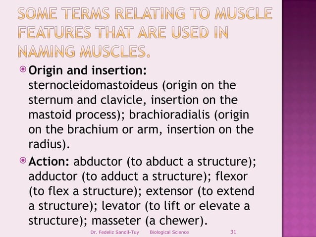 Chapter 8 & 15 muscular | PPT | Biological Sciences | Science
