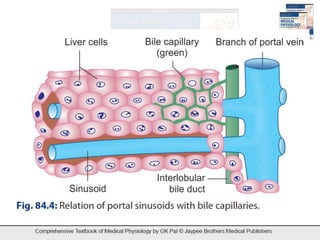 functional anatomy and Physiology of Liver. | PPTX