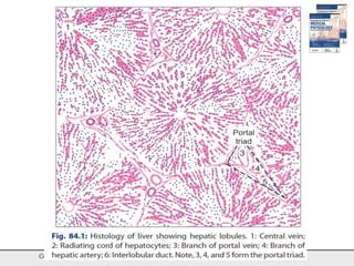 functional anatomy and Physiology of Liver. | PPTX