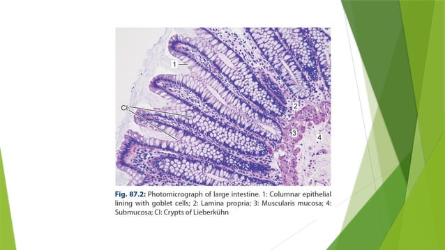 Secretion of Large Intestine , GIT for nursing | PPT