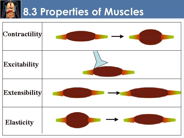 Chapter 8 Fundamentals of Anatomy and Physiology