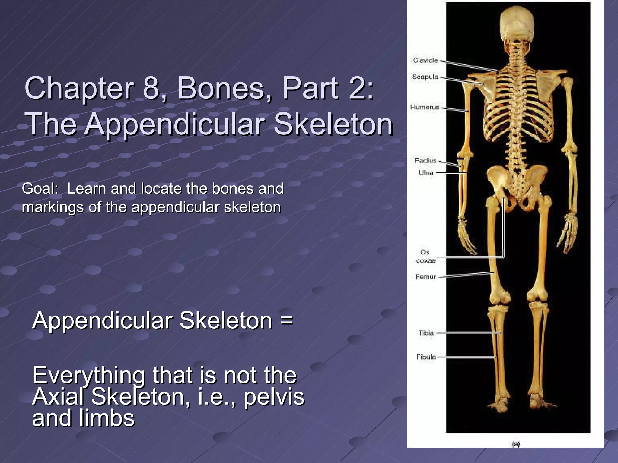 Chapter8 appendicularskeletonmarieb | PPT