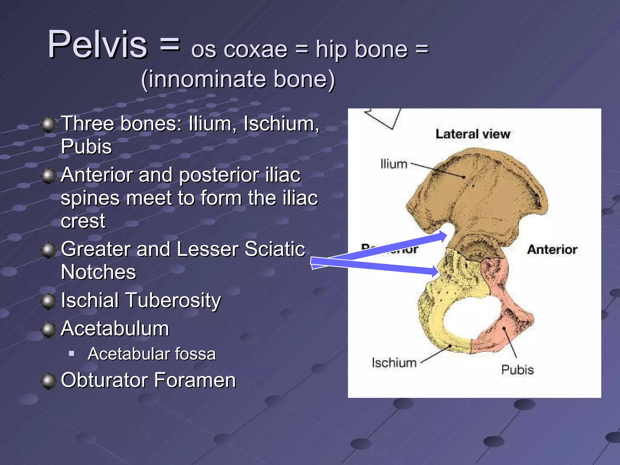 Chapter8 appendicularskeletonmarieb | PPT