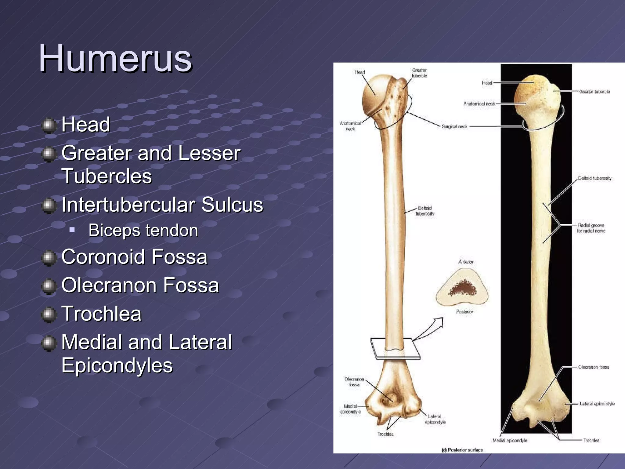 Chapter8 appendicularskeletonmarieb | PPT