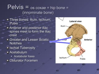 Chapter8 appendicularskeletonmarieb | PPT
