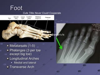 Chapter8 appendicularskeletonmarieb | PPT