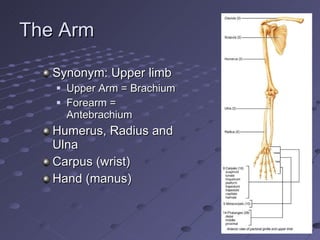 Chapter8 appendicularskeletonmarieb | PPT