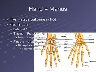 Chapter8 appendicularskeletonmarieb | PPT