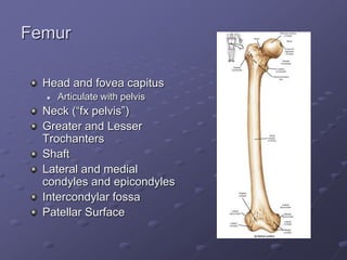 Chapter8 appendicularskeletonmarieb | PPT