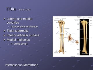 Chapter8 appendicularskeletonmarieb | PDF