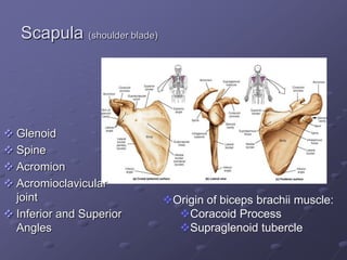 Chapter8 appendicularskeletonmarieb | PPT