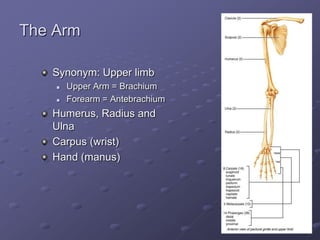Chapter8 appendicularskeletonmarieb | PPT