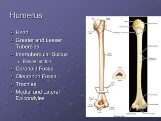 Chapter8 appendicularskeletonmarieb | PDF