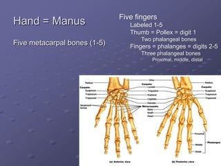 Chapter8 appendicularskeletonmarieb | PPT