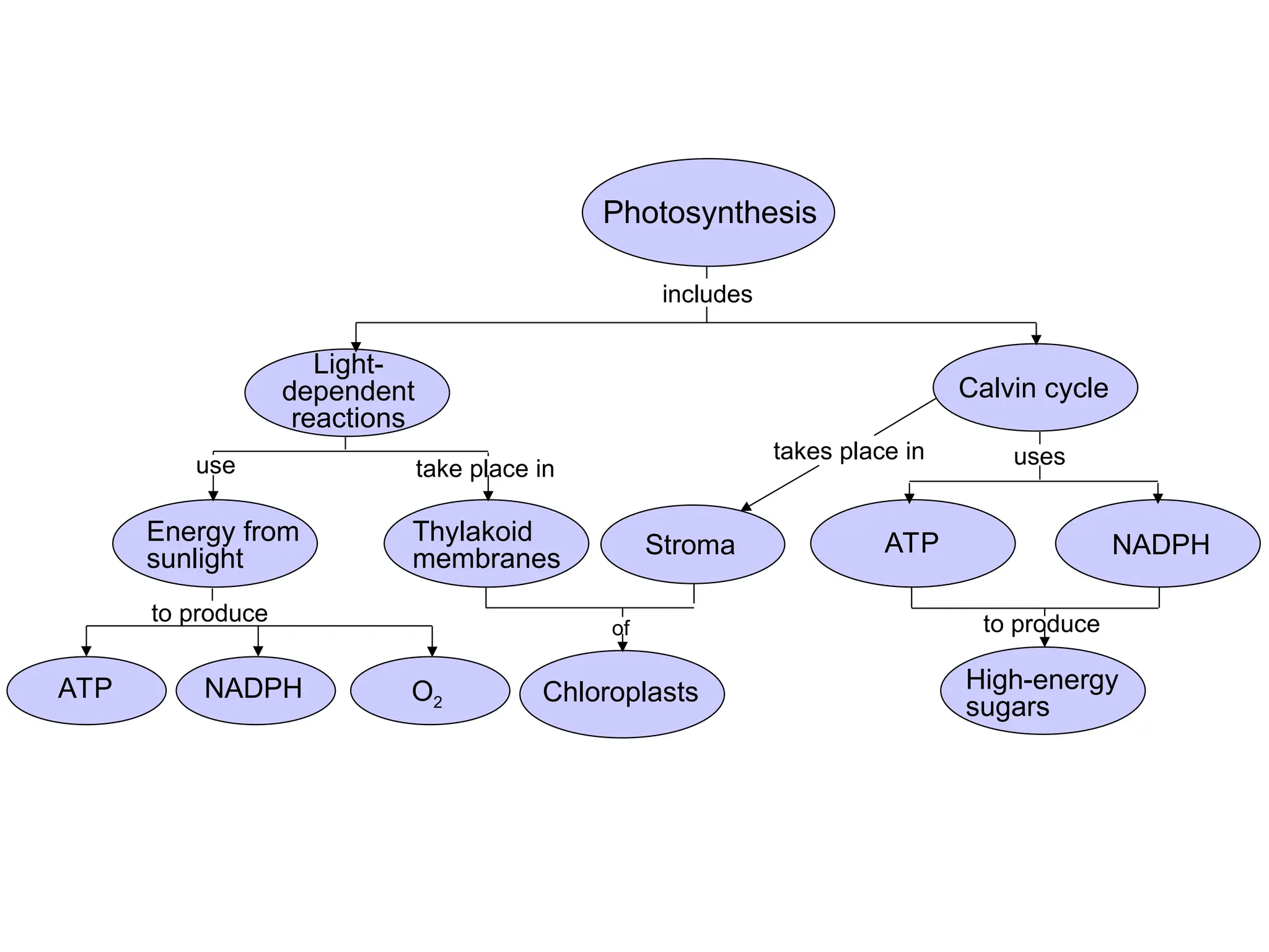 CHAPTER 8 Biology about the introduction of photosynthesis.ppt