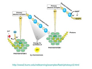 CHAPTER 8 Biology about the introduction of photosynthesis.ppt