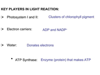 CHAPTER 8 Biology about the introduction of photosynthesis.ppt