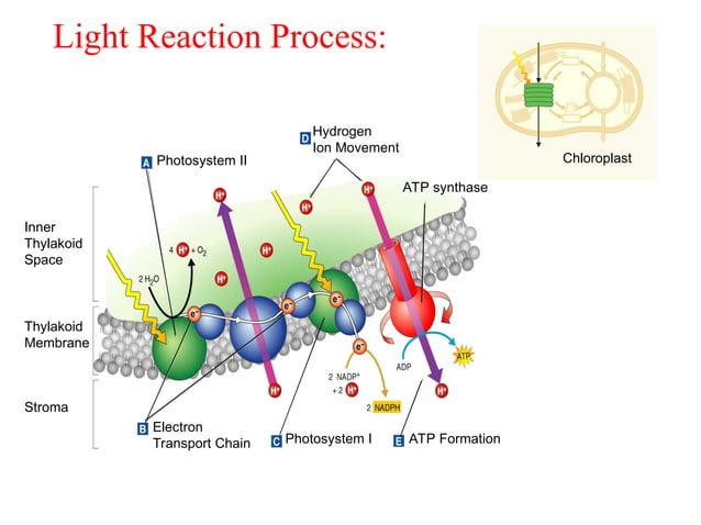 CHAPTER 8 Biology about the introduction of photosynthesis.ppt