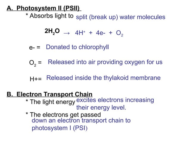 CHAPTER 8 Biology about the introduction of photosynthesis.ppt