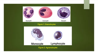 CHAPTER 8 BLOOD.pptx