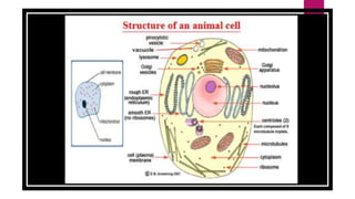 Chapter 8 - Cell Structure and functions | PPT