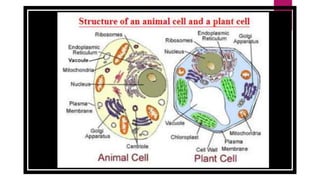 Chapter 8 - Cell Structure and functions | PPT