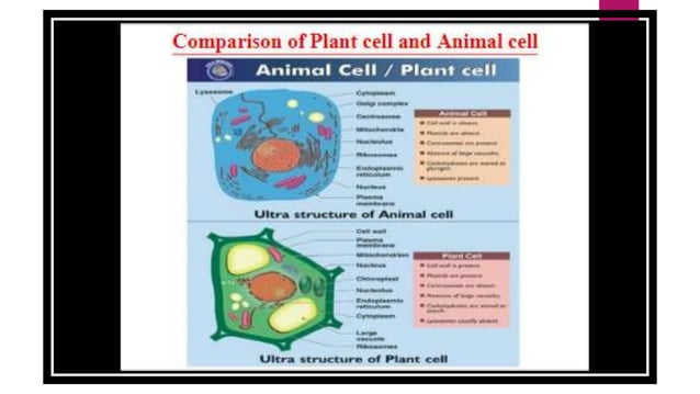 Chapter 8 - Cell Structure and functions | PPT