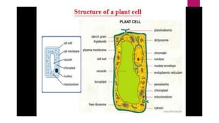 Chapter 8 - Cell Structure and functions | PPT