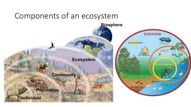 Chapter 8 dynamic ecosystem Form 4 Biology