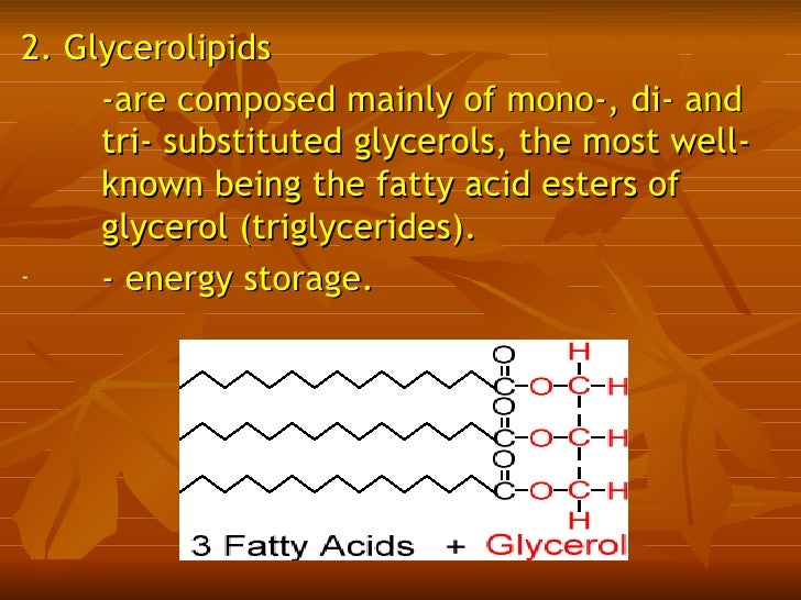 Chapter 8 lipids