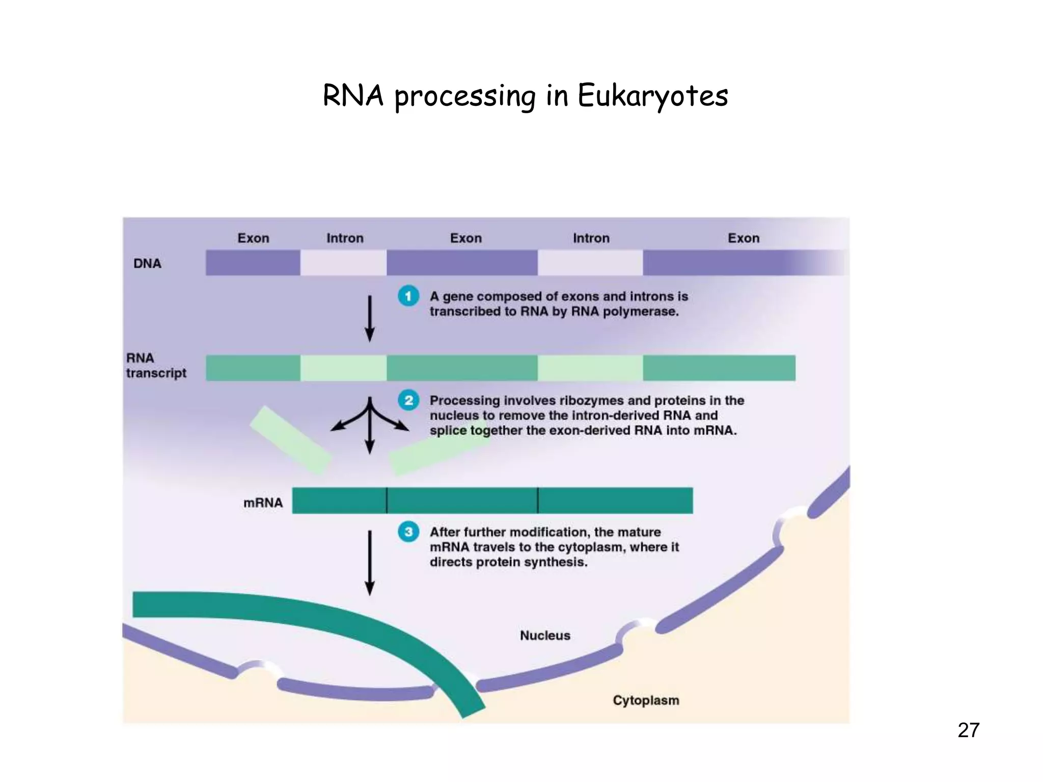 Chapter 8 microbial genetics | PPT