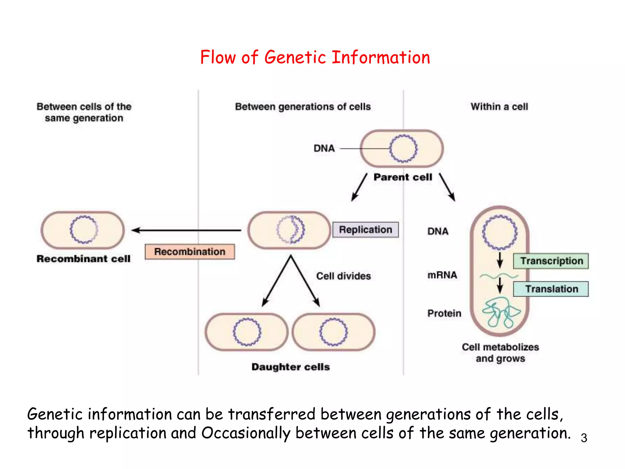 Chapter 8 microbial genetics | PPT