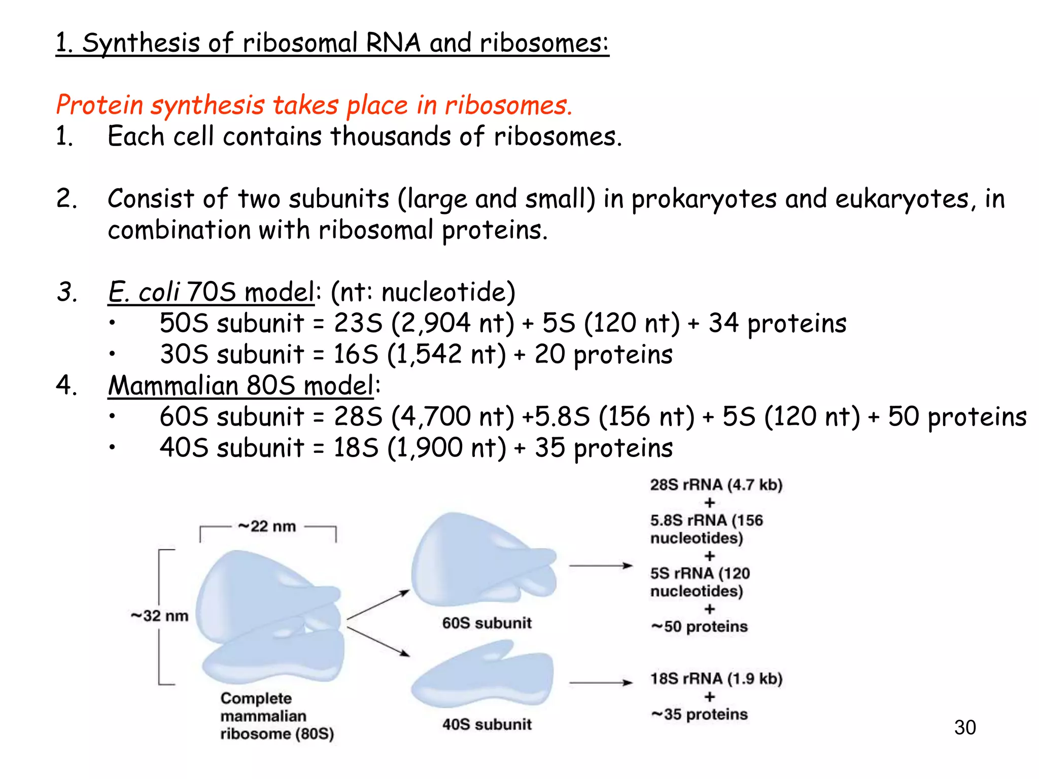 Chapter 8 microbial genetics | PPT