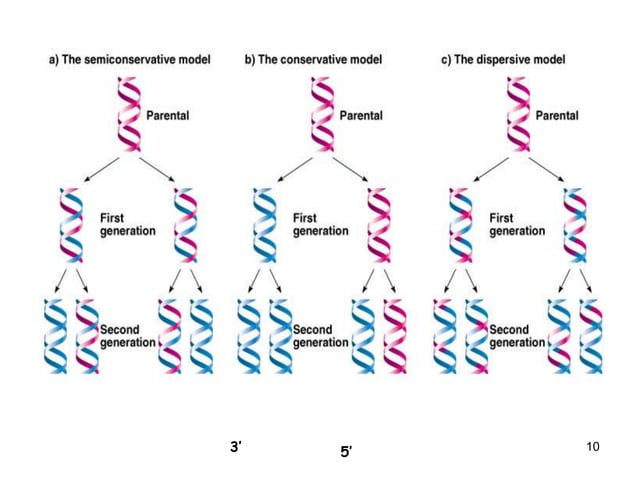 Chapter 8 microbial genetics | PPT | Biological Sciences | Science