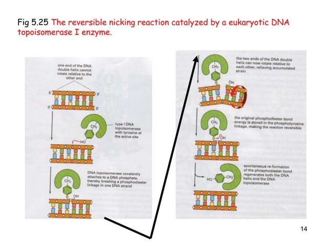 Chapter 8 microbial genetics | PPT | Biological Sciences | Science