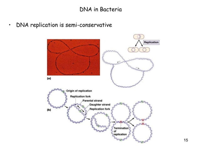 Chapter 8 microbial genetics | PPT | Biological Sciences | Science