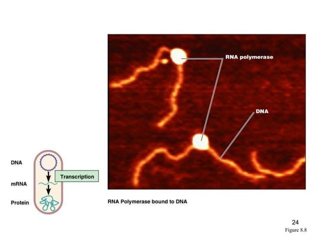 Chapter 8 microbial genetics | PPT | Biological Sciences | Science