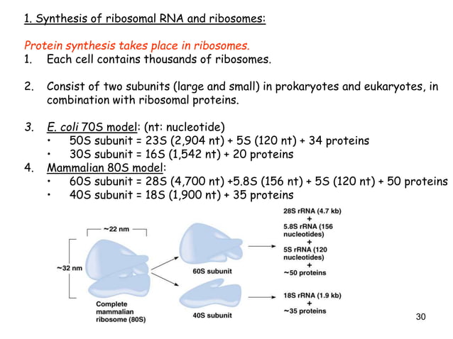 Chapter 8 microbial genetics | PPT | Biological Sciences | Science