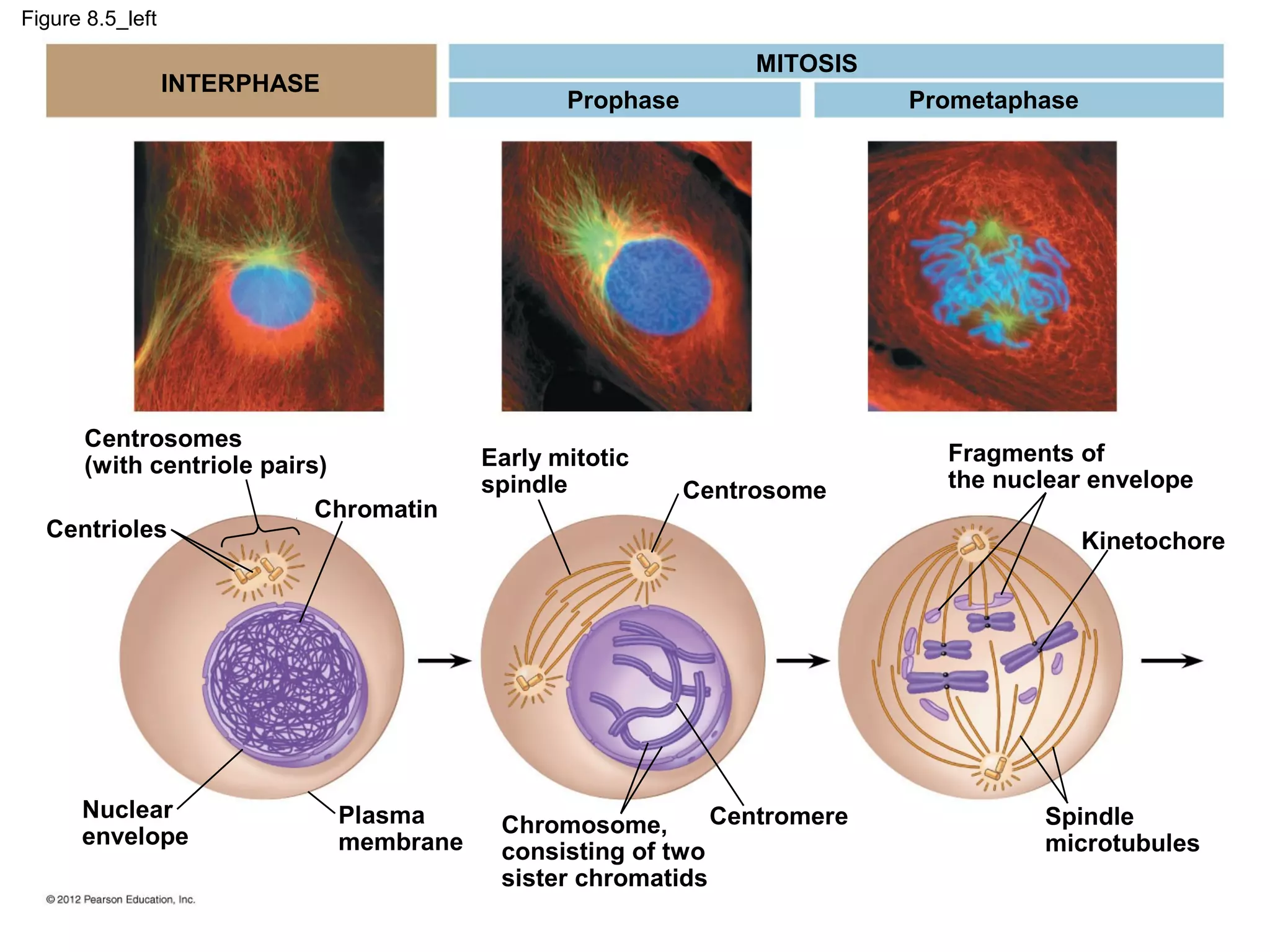 Chapter 8 notes | PPT