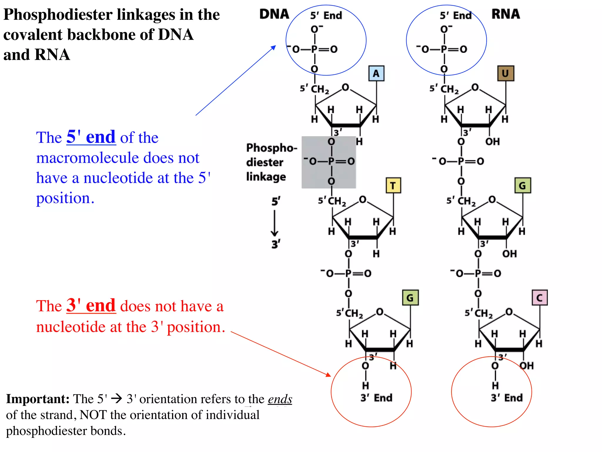 Chapter 8 nucleotides Biochemistry | PDF