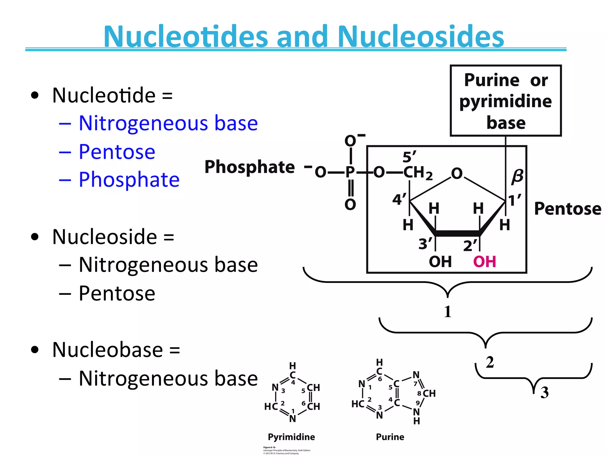 Chapter 8 nucleotides Biochemistry | PDF | Genetics | Science
