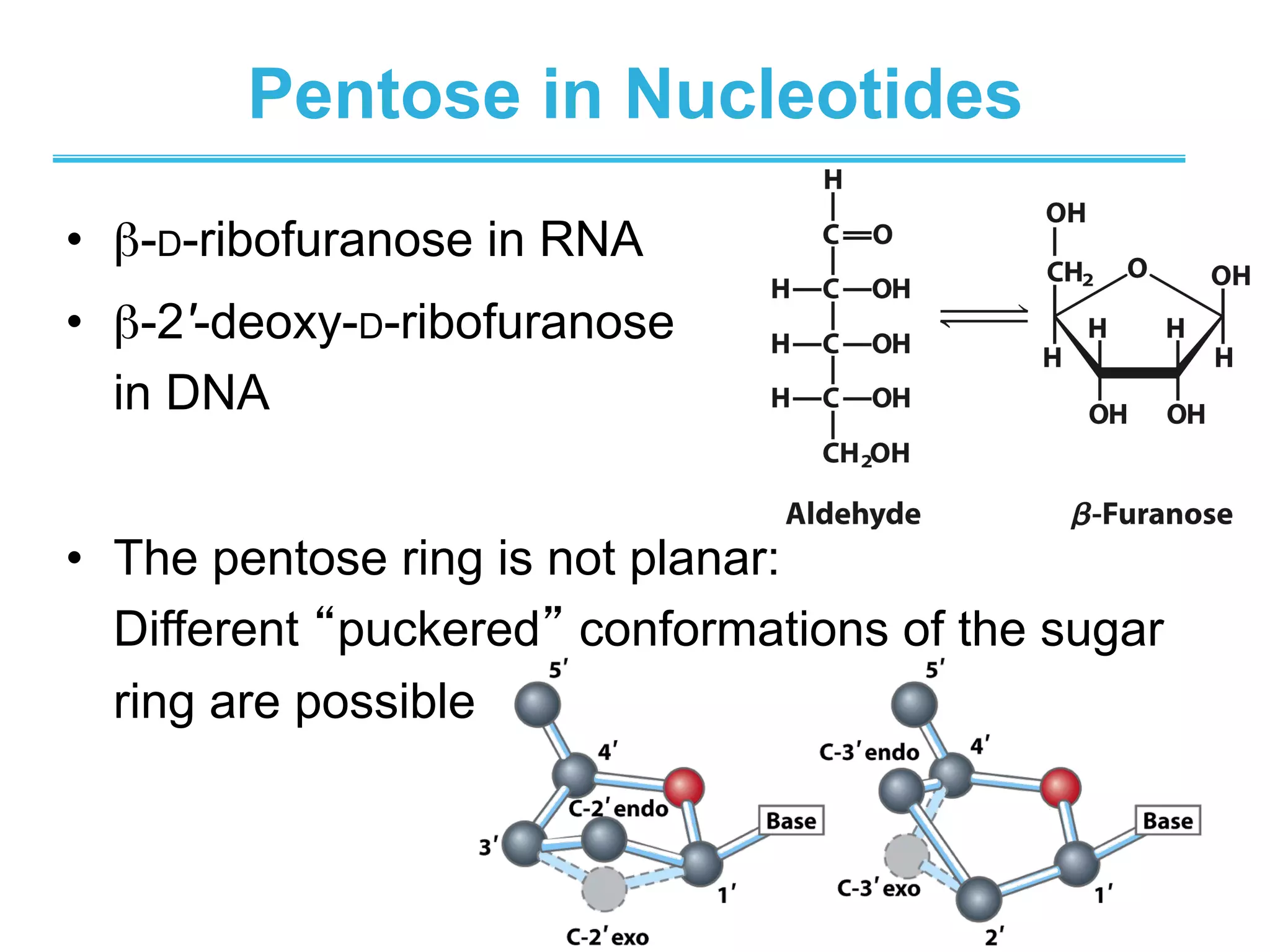 Chapter 8 nucleotides Biochemistry | PDF