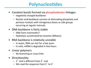 Chapter 8 nucleotides Biochemistry | PDF