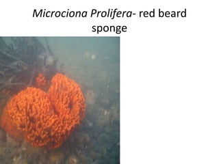 Chapter 8 porfera cnardarians | PPTX | Zoos & Aquariums | Attractions