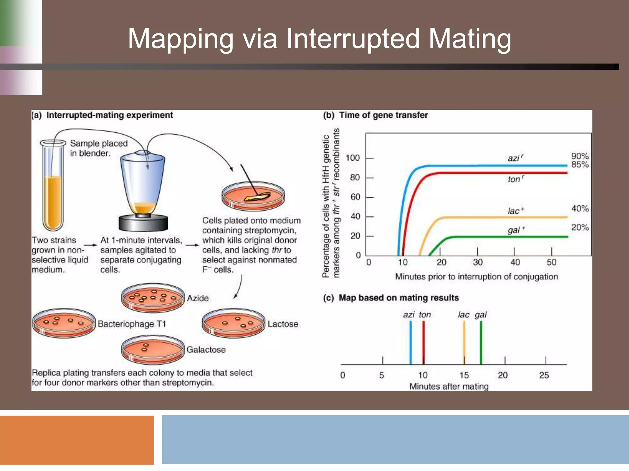 Genetic Analysis and Mapping in Bacteria and Bacteriophages | PPTX