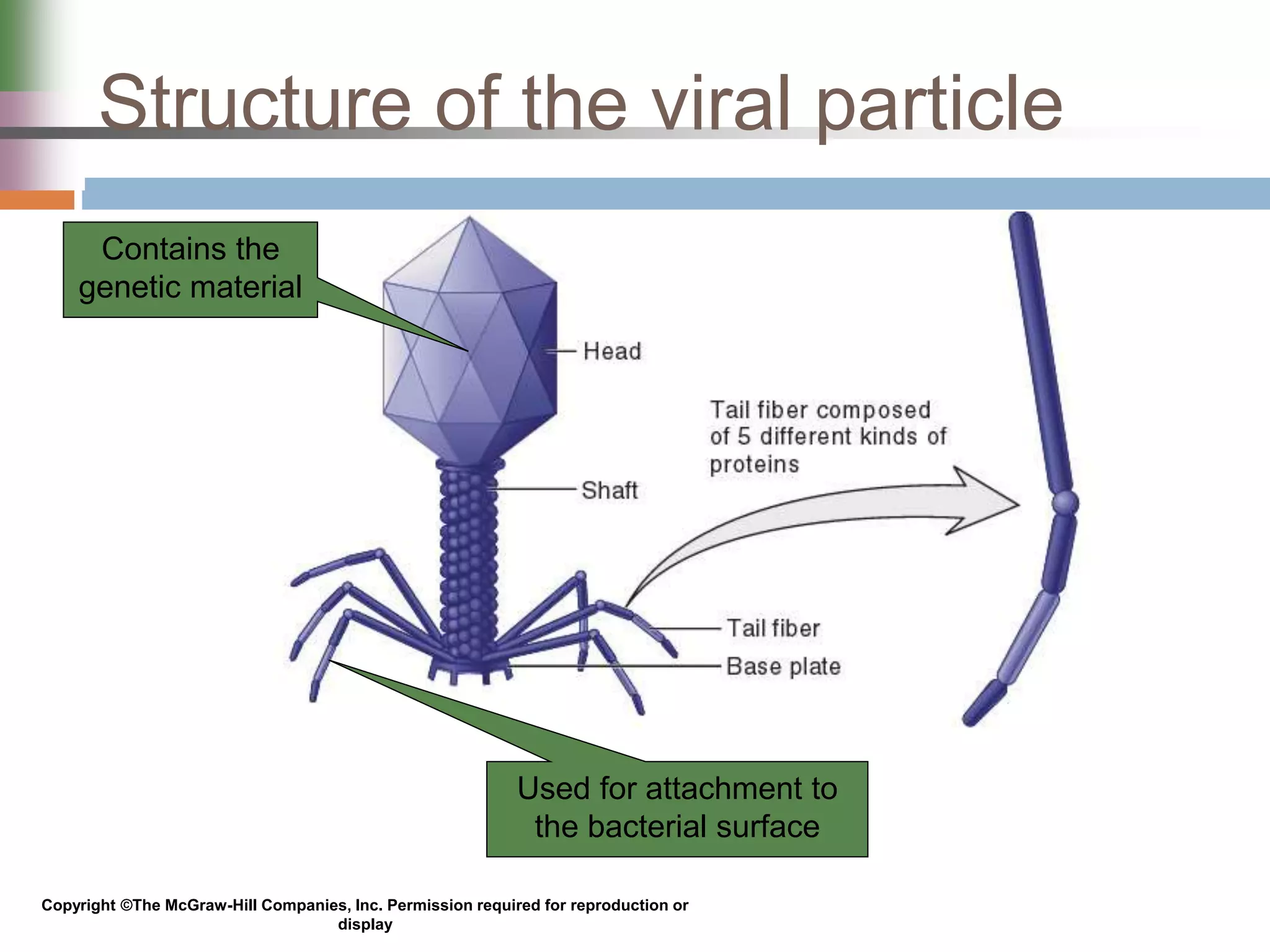 Genetic Analysis and Mapping in Bacteria and Bacteriophages | PPTX