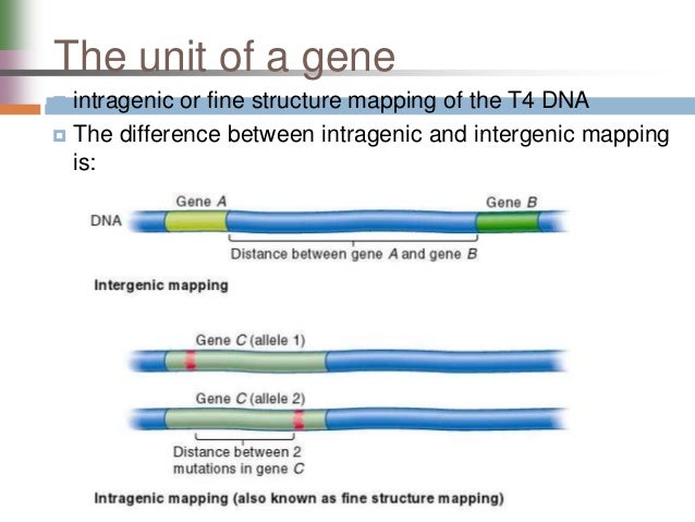 Genetic Analysis and Mapping in Bacteria and Bacteriophages