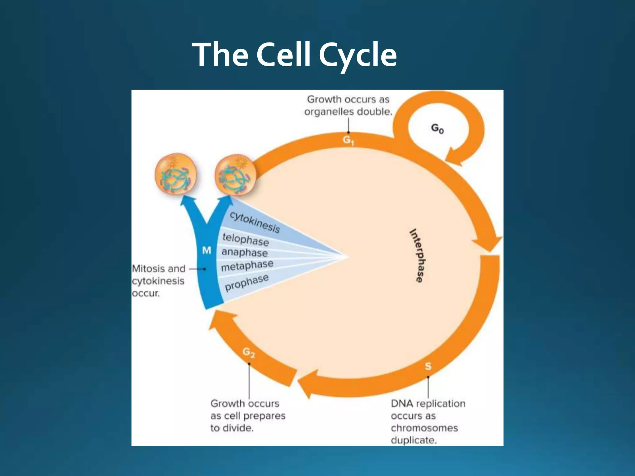 Chapter 8 Cellular Reproduction | PPTX